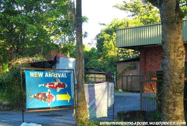 Fish Farms at Seletar West Farmways to be Relocated? | Remember Singapore