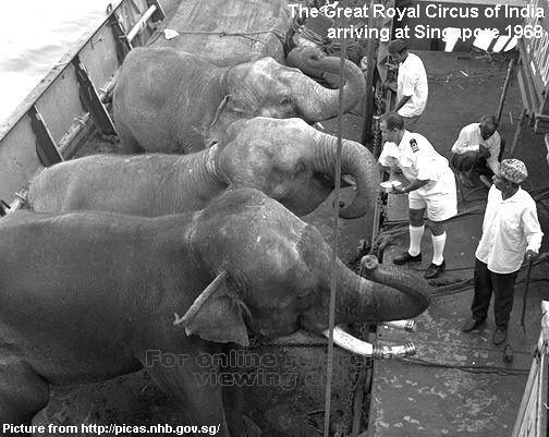A Forgotten Past – A Zoo at Punggol | Remember Singapore