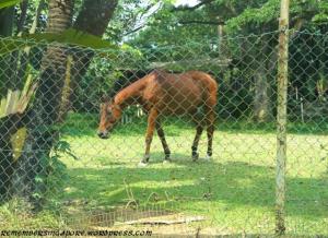 The Remaining Farmways at Seletar-Punggol | Remember Singapore