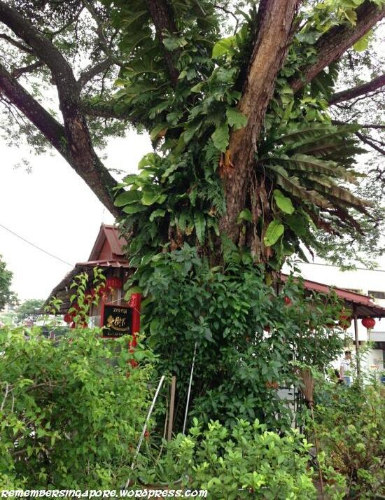ang mo kio central big tree2 | Remember Singapore