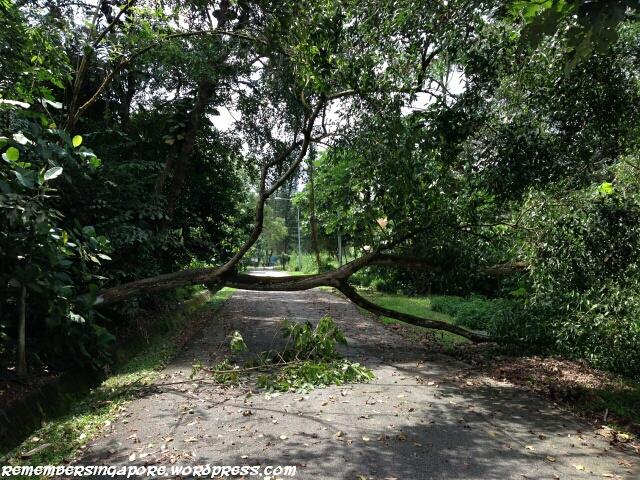 View Road and its Forgotten Former Hospital | Remember Singapore