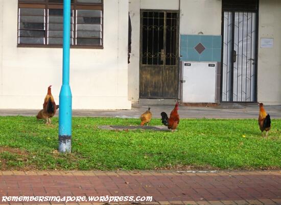 chicken at sin ming | Remember Singapore