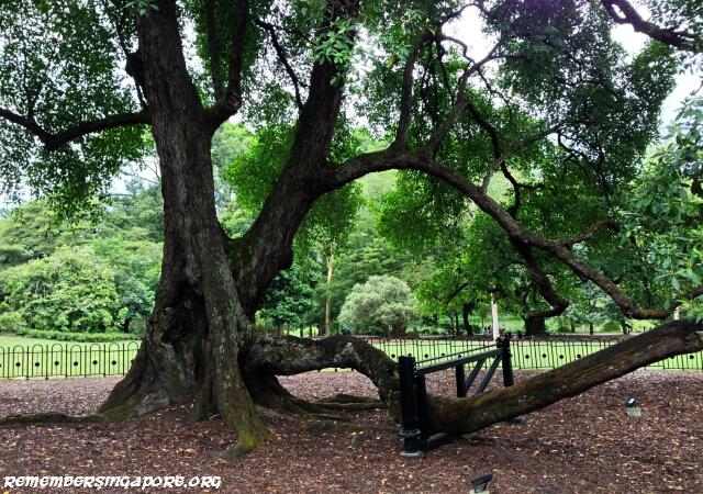 Singapore Trivia – The Tembusu Tree and 5-Dollar Note | Remember Singapore