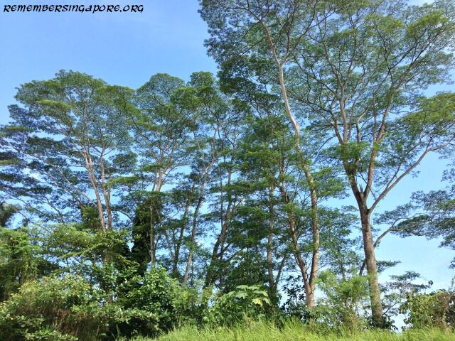The Sarimbun Beach Landing and Jalan Bahtera | Remember Singapore