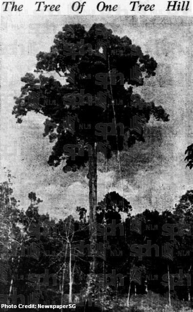 Singapore Trivia – The Tree of One Tree Hill | Remember Singapore