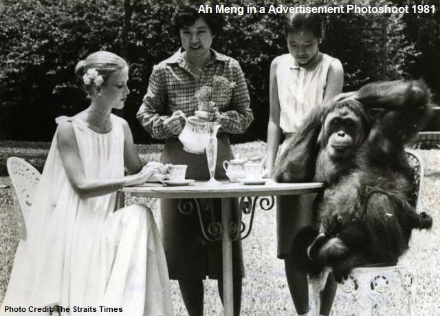 Memories of Ah Meng, Inuka and Other Singapore’s Favourite Animal Stars ...