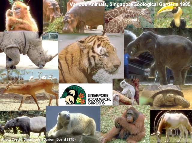 Memories of Ah Meng, Inuka and Other Singapore’s Favourite Animal Stars ...