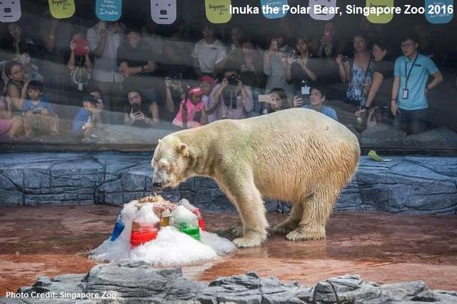 Memories of Ah Meng, Inuka and Other Singapore’s Favourite Animal Stars ...