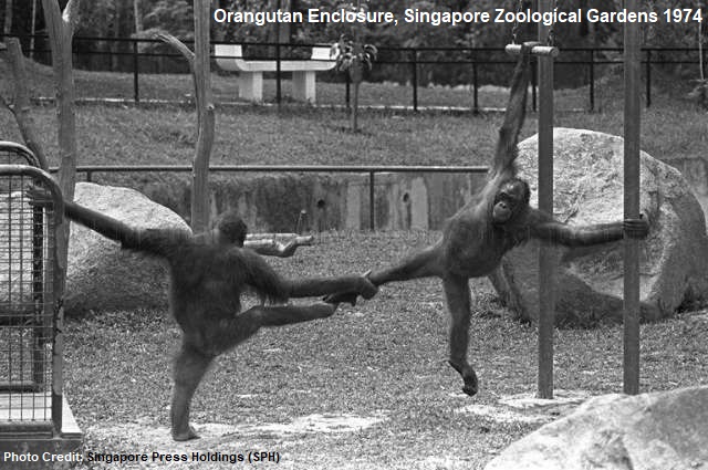 Memories of Ah Meng, Inuka and Other Singapore’s Favourite Animal Stars ...