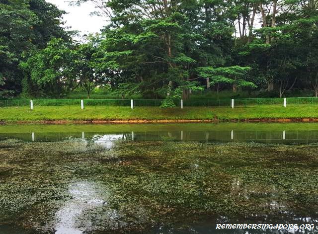 From Nee Soon Village to Springleaf Park | Remember Singapore