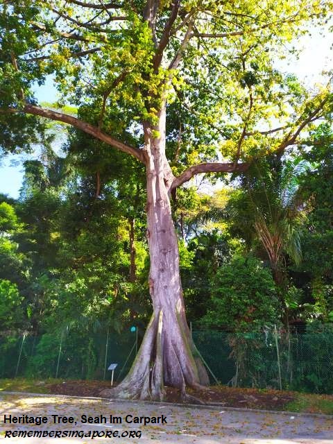 Seah Im Road and the Mysterious Bunker | Remember Singapore