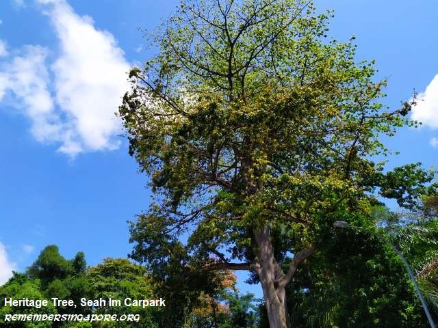 Seah Im Road and the Mysterious Bunker | Remember Singapore