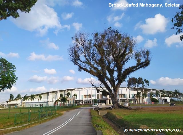 Singapore’s Heritage Tree Series – Broad-Leafed Mahogany | Remember ...