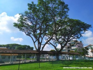 The Forgotten Former Schools at Parry Avenue | Remember Singapore