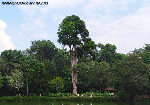 Singapore’s Heritage Tree Series – Purple Millettia | Remember Singapore