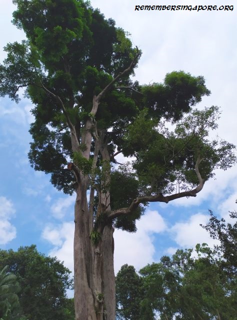 Singapore’s Heritage Tree Series – Purple Millettia | Remember Singapore