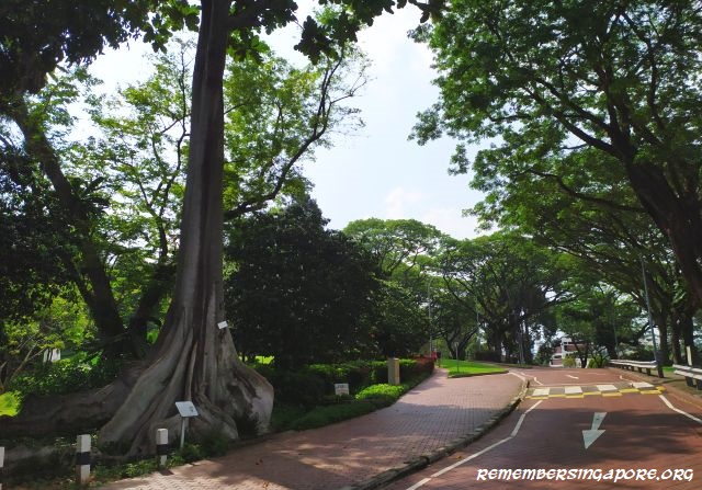 Singapore’s Heritage Tree Series – Terap | Remember Singapore
