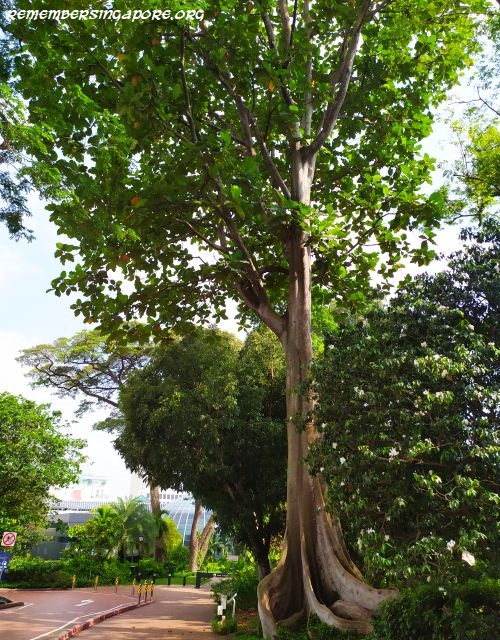 Singapore’s Heritage Tree Series – Terap | Remember Singapore