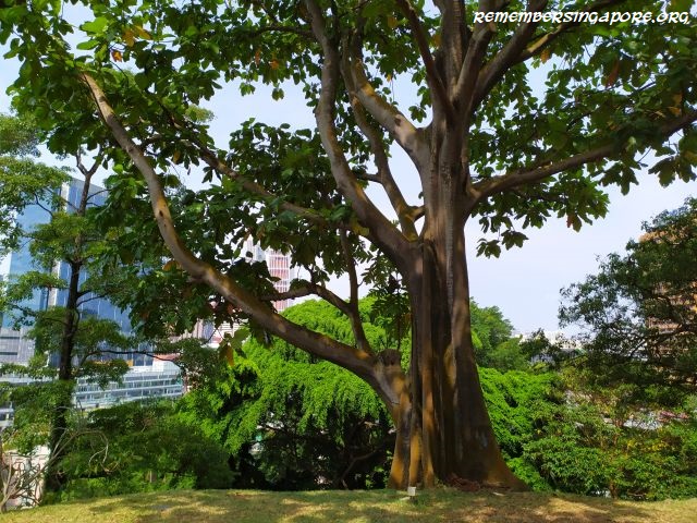 Singapore’s Heritage Tree Series – Terap | Remember Singapore