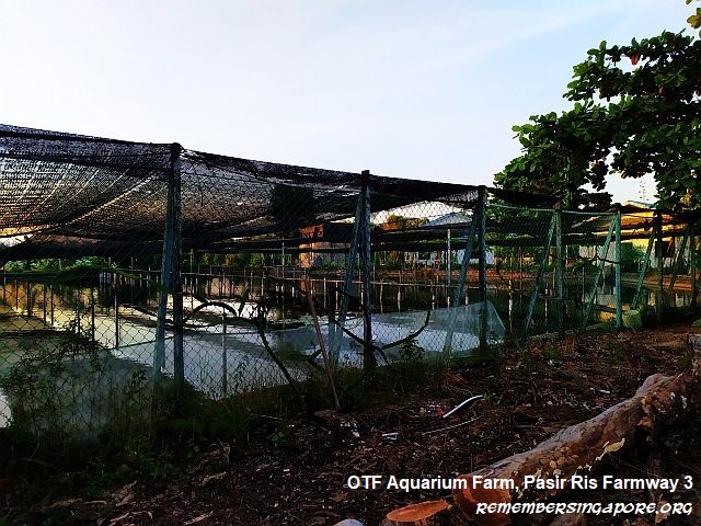 The Vanished Pasir Ris Farmways and Pet Farms | Remember Singapore